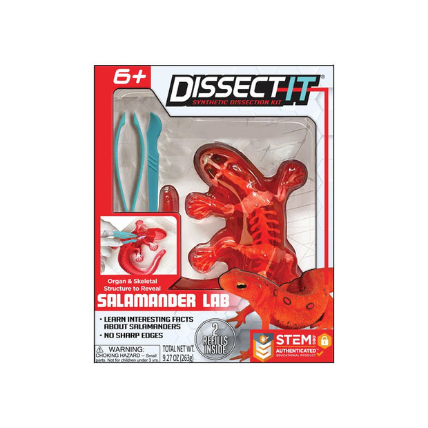Dissect It - Salamander – Mastermind Toys