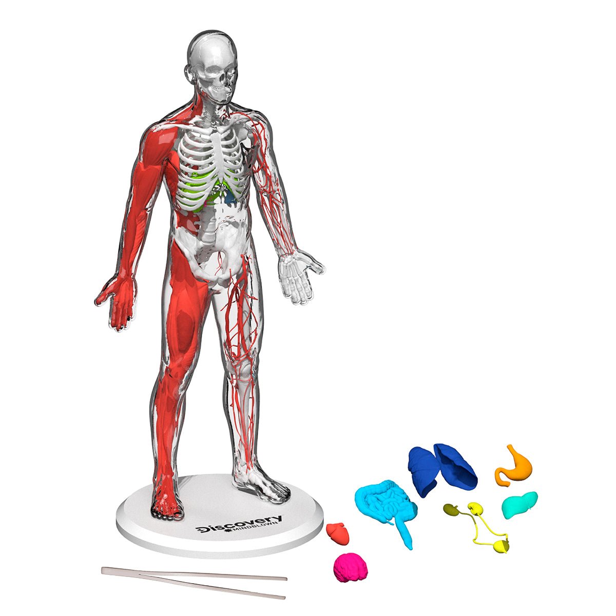 Discovery Toy Human Anatomy Kit – Mastermind Toys